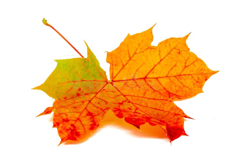 Colorful Colors of a Maple Leaf Isolated in Autumn Stock Image - Image ...