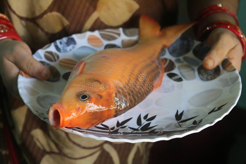 Colorful Common Carp Fish on Plate Koi Carp in Plate from Different ...