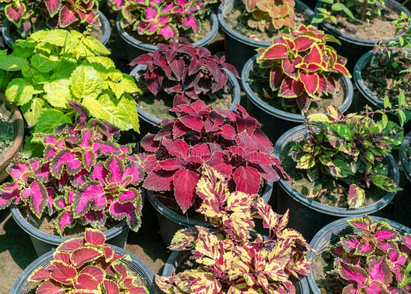 Colorful Common Coleus Plants in Pots Stock Photo - Image of background ...