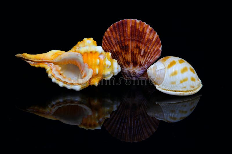 Colorful Common Conch And Brown Cockle Shells On Dark Background Stock ...