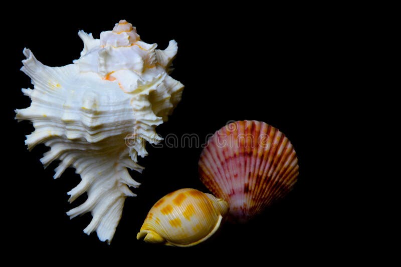 Colorful Common Conch and Brown Cockle Shells on Dark Background Stock ...