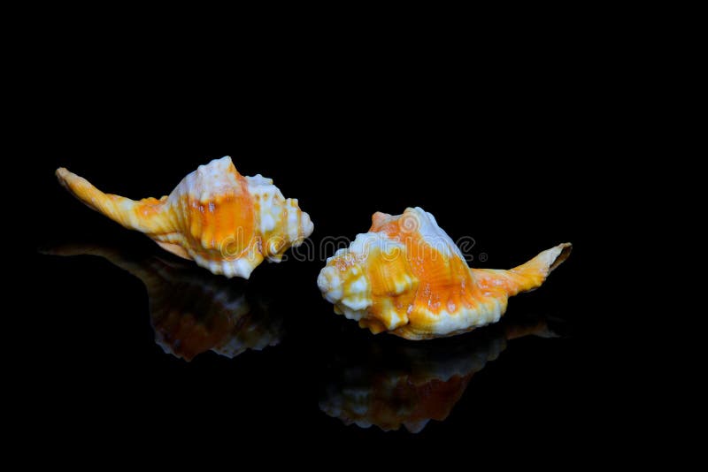 Colorful Common Conch Shells on Dark Background Stock Photo - Image of ...