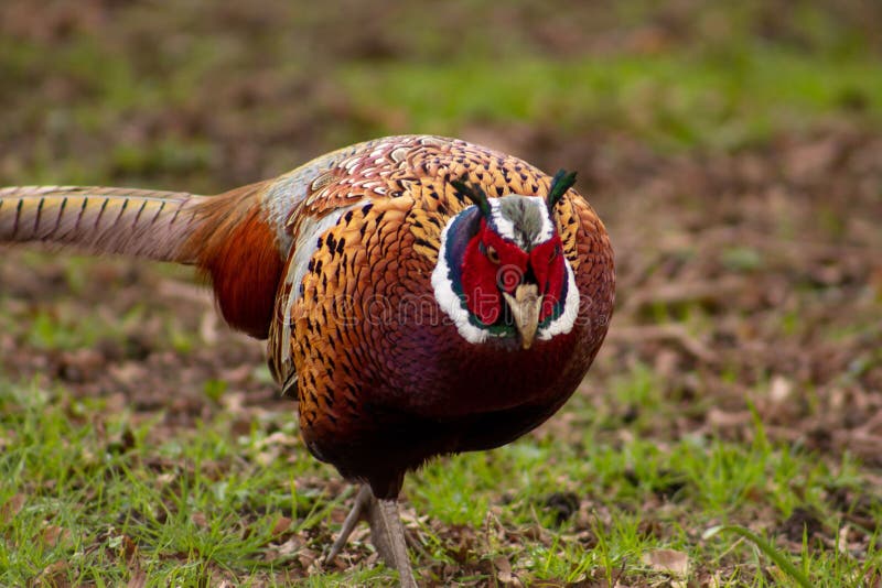 Colorful Common Pheasant in the Field Stock Photo - Image of beautiful ...