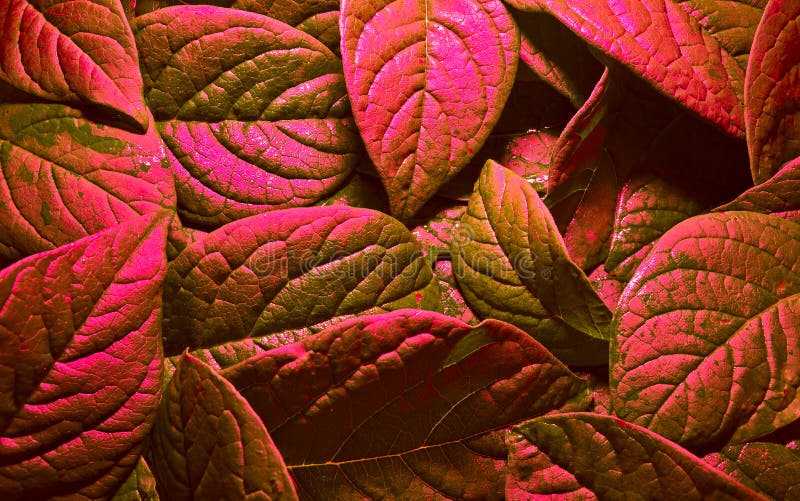 Colorful Composition with Leaves for Background Stock Image - Image of ...