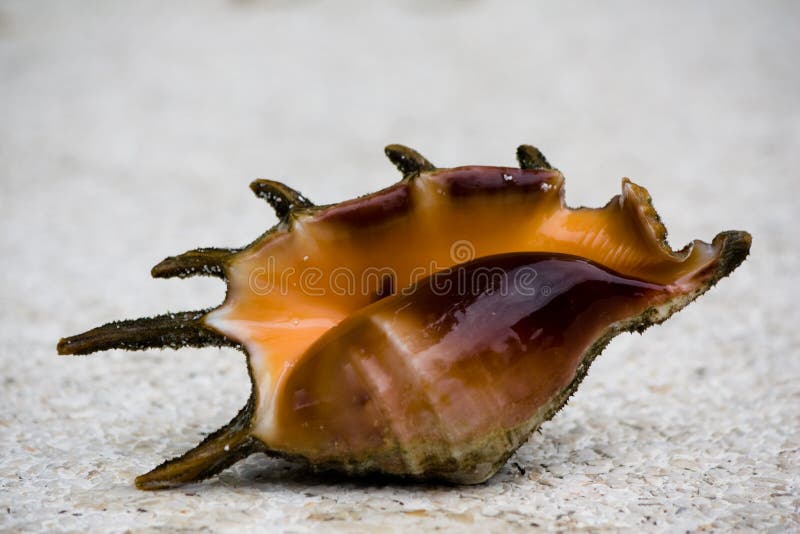 Colorful Conch Shell on Gray Background Stock Photo - Image of travel ...