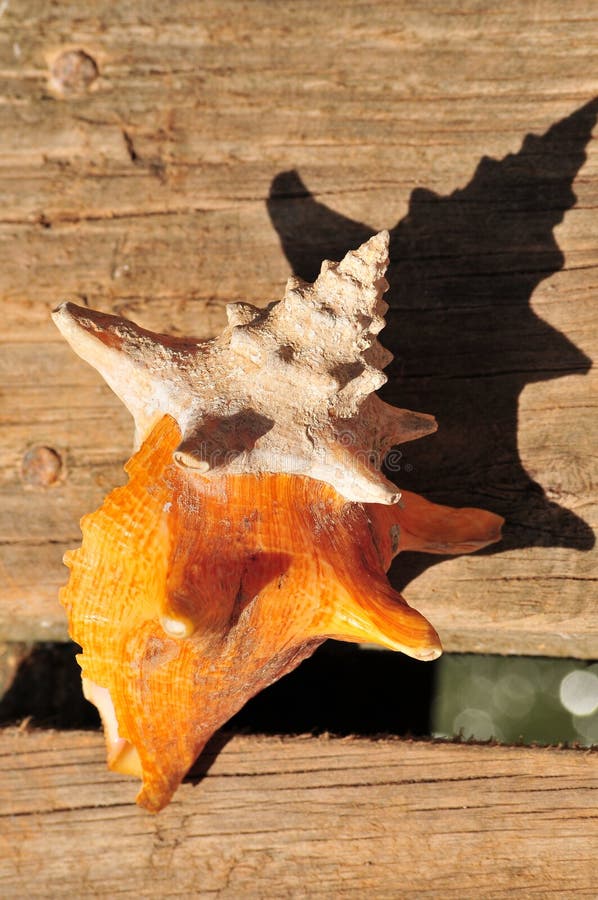 Colorful Conch Shell on Gray Background Stock Photo - Image of travel ...