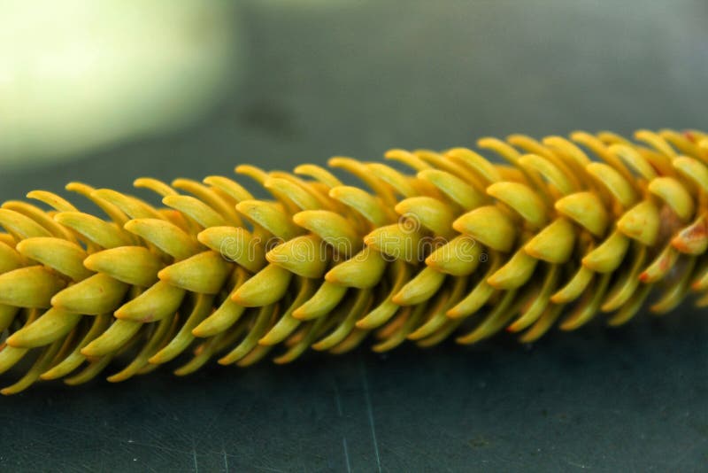 Colorful conifer branch stock photo. Image of branch - 105744564