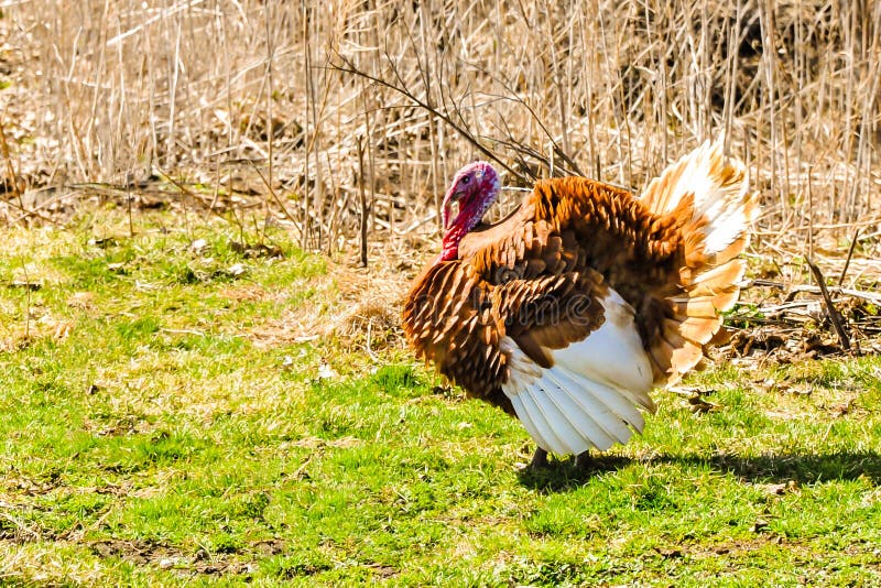 Colorful Copper Turkey stock photo. Image of fowl, domestic - 52485874