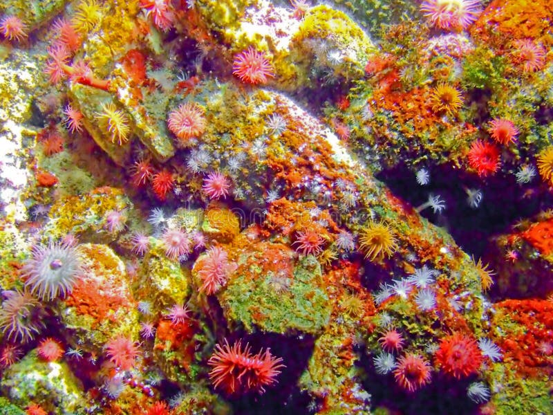 Colorful coral stock photo. Image of climate, aquarium - 2615782