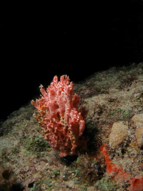 Colorful Coral at night stock image. Image of barrel, caribbean - 7111877