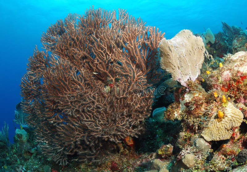 Colorful coral reef stock photo. Image of plants, colourful - 22673086