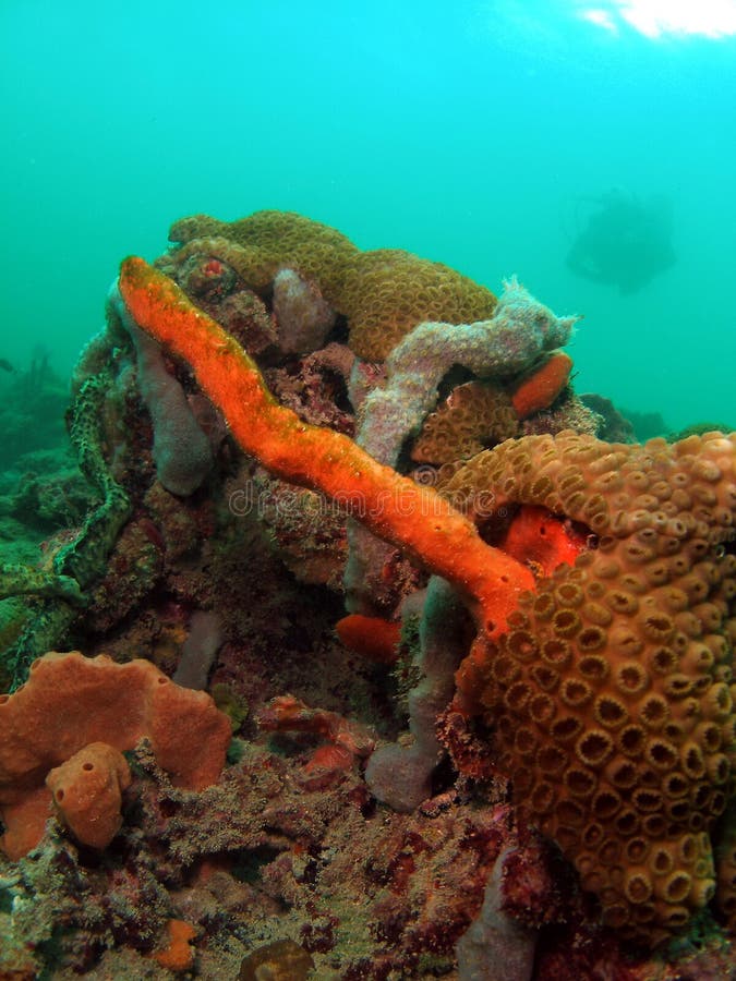 Colorful Coral Reef stock image. Image of aqua, exotic - 7111563