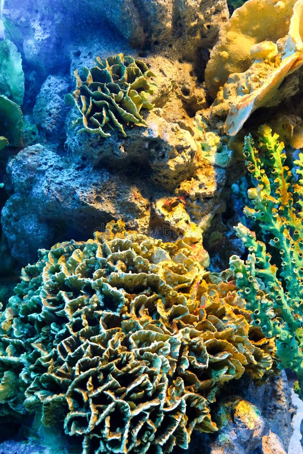 Colorful of coral reef stock image. Image of colored - 86708567