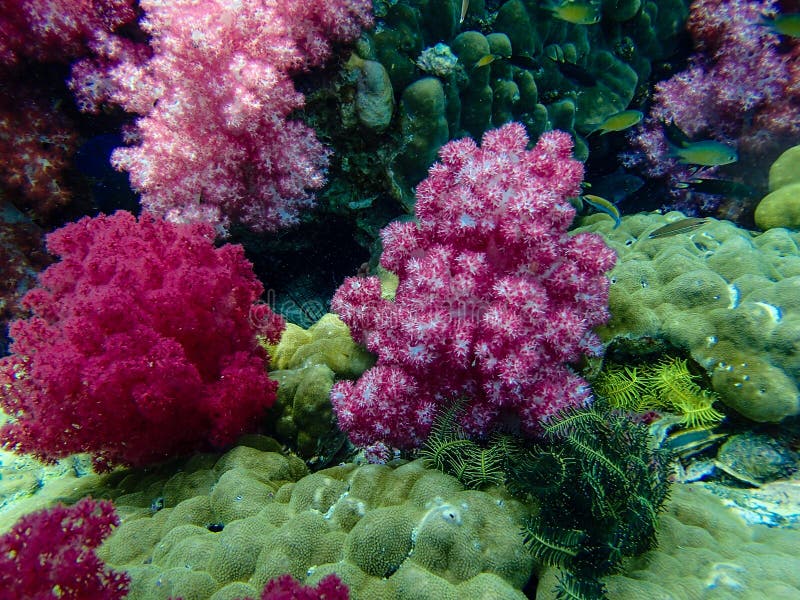 Colorful coral reef stock image. Image of deep, panorama - 83391331