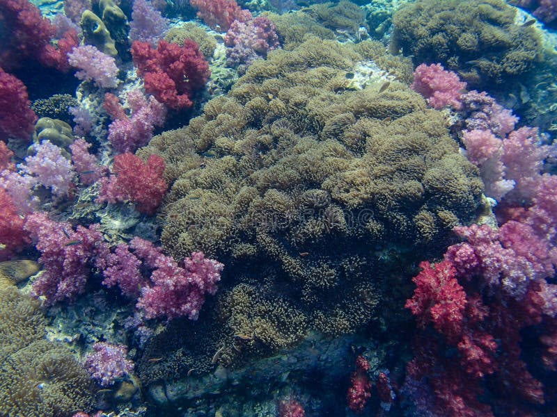 Colorful coral reef stock image. Image of panorama, depth - 83391835