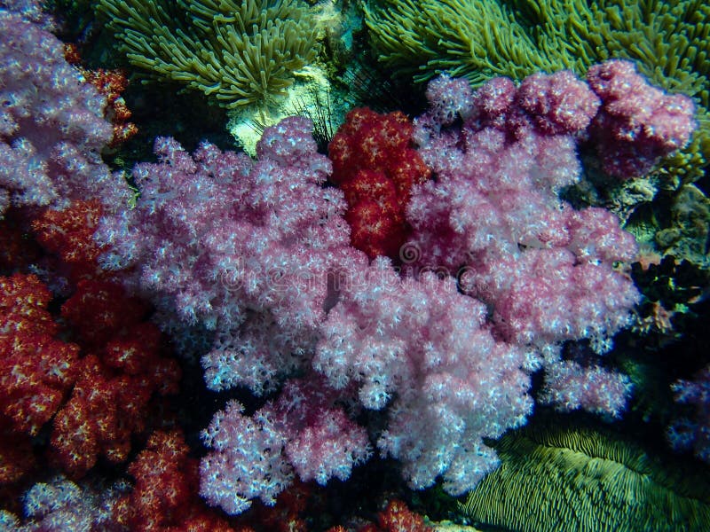 Colorful coral reef stock photo. Image of bottom, carribean - 83391904