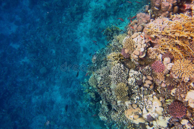 Colorful Coral Reef and Blue Seabed Stock Image - Image of dream ...