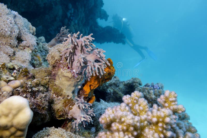 Colorful Coral Reef on the Bottom of Red Sea and D Stock Image - Image ...