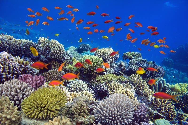 Colorful Coral Reef at the Bottom of Tropical Sea Stock Image - Image ...