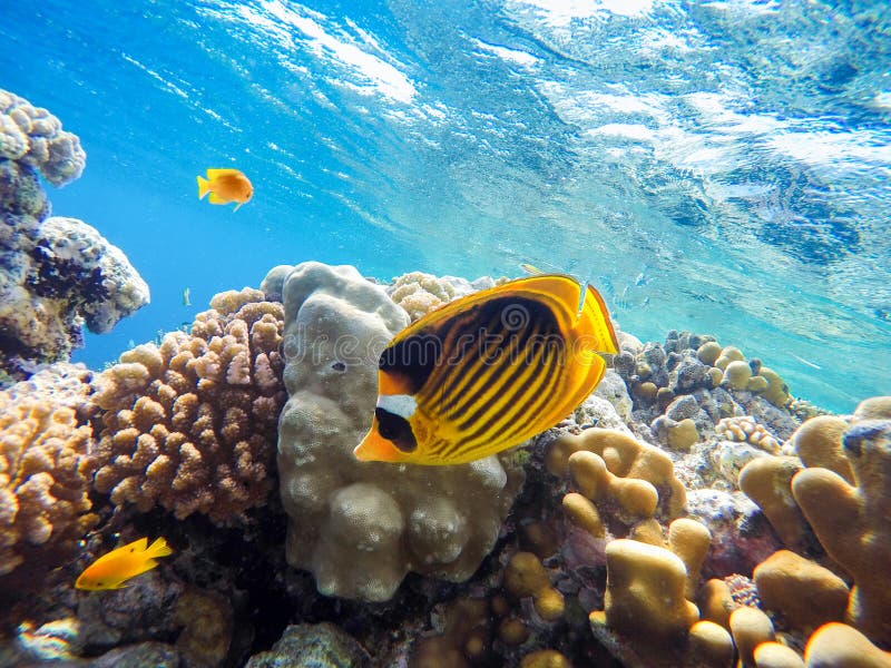 Colorful Coral Reef and Bright Fish Stock Image - Image of color ...
