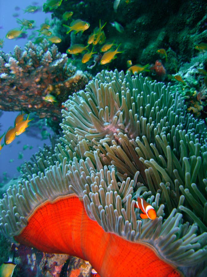 Colorful coral reef fish stock photo. Image of caribbean - 2676366