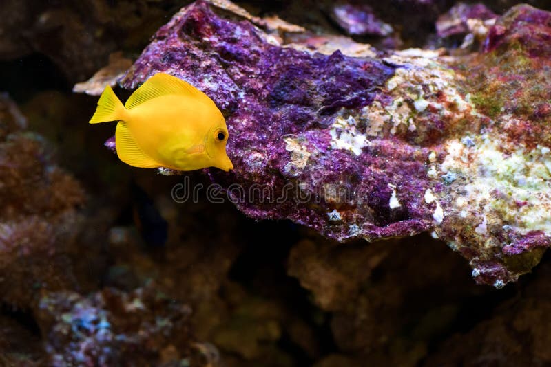 Colorful Coral Reef with Fish and Stone Stock Photo - Image of ...