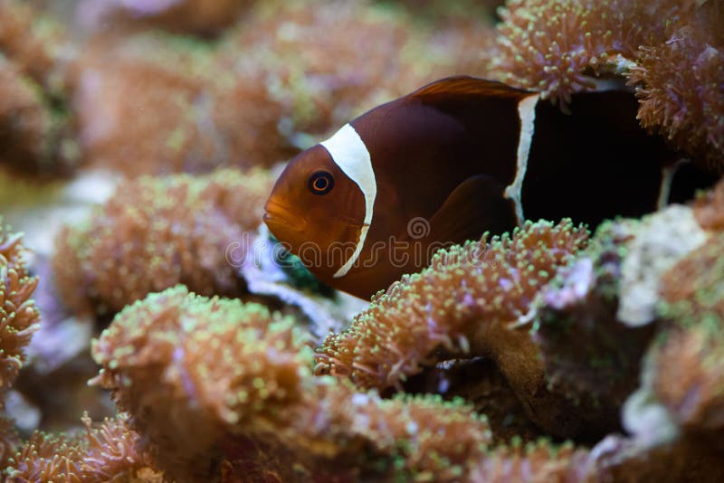 Colorful Coral Reef with Fish and Stone Stock Image - Image of ...
