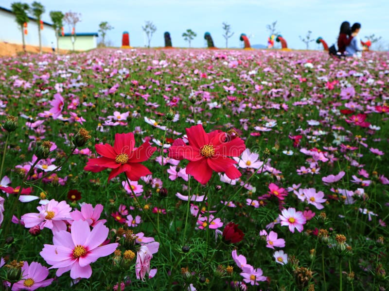 Colorful Coreopsis Flower Field Stock Photo - Image of outback, lawn ...
