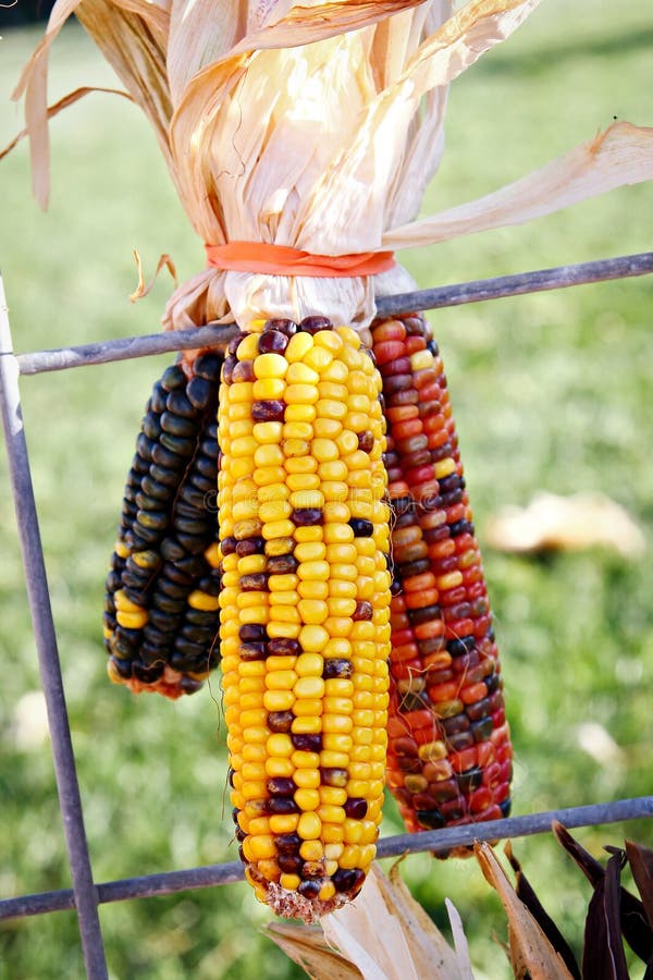 Colorful Corn Picture. Image: 27054837