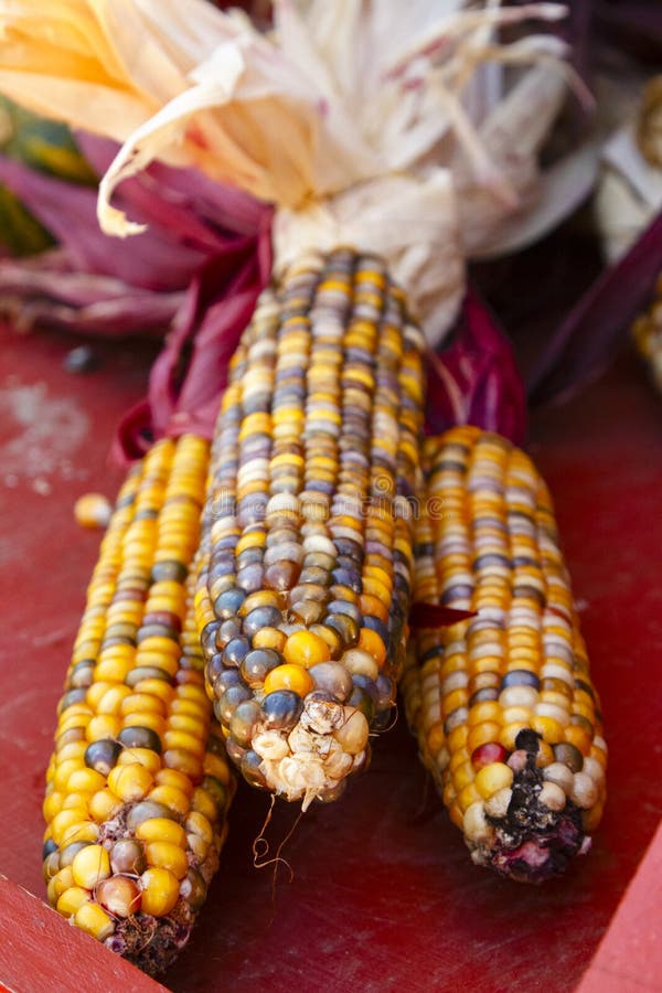 Colorful Corn Isolated on White Stock Photo - Image of nutrition ...