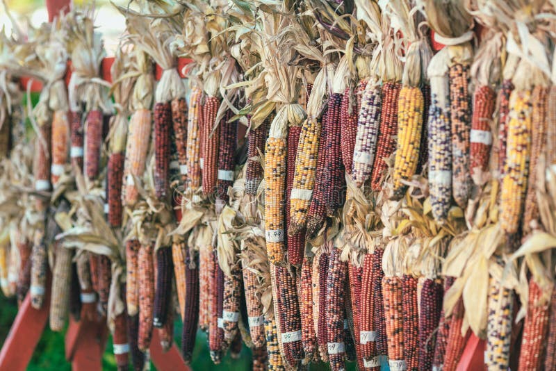 Indian Corn Field. stock photo. Image of colors, cereal - 36722788