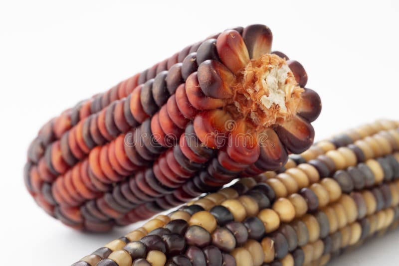 Colorful Corn Cobs on White Ground Stock Photo - Image of life, closeup ...