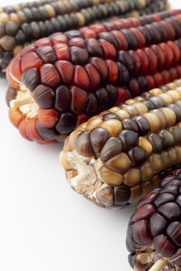 Colorful Corn Cobs on White Ground Stock Photo - Image of colorful ...