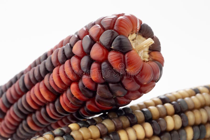 Colorful Corn Cobs on White Ground Stock Image - Image of corn, concept ...