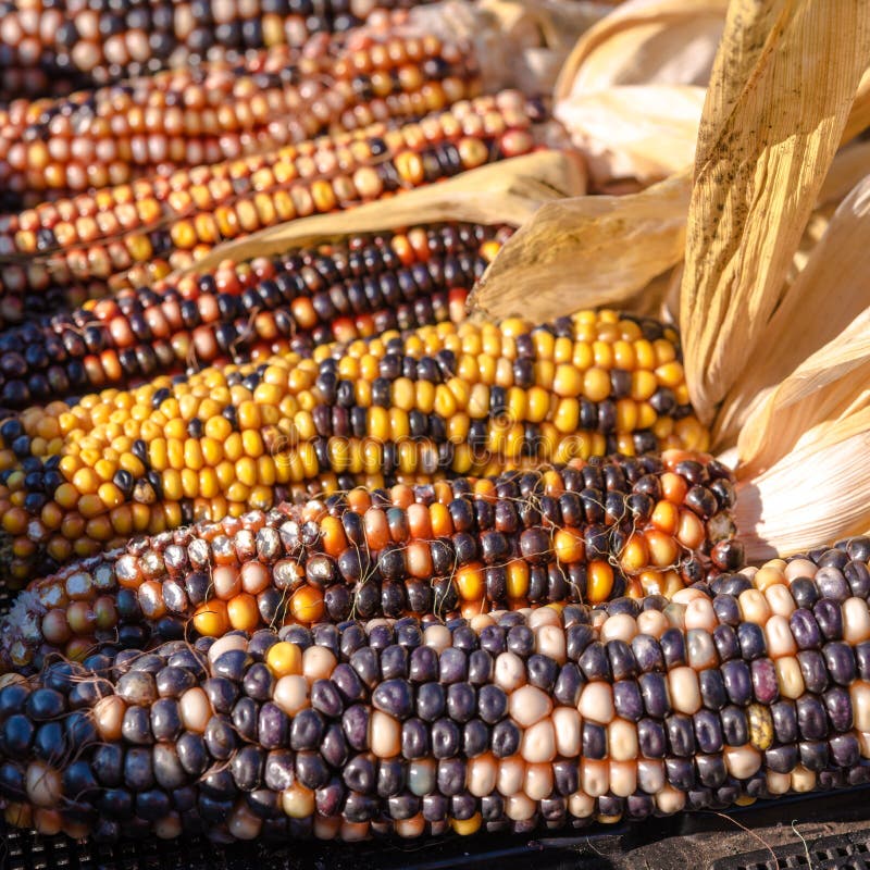 Colorful corn stock image. Image of fall, colorful, home - 45825095