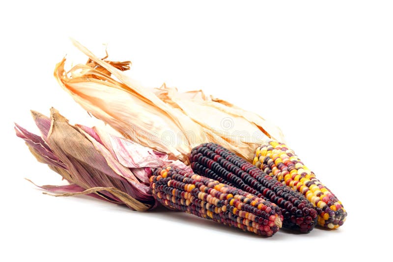 Colorful Corn Isolated on White Stock Photo - Image of nutrition ...