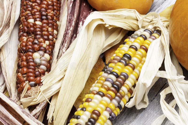 Colorful Corn stock image. Image of gourds, colorful - 34556825