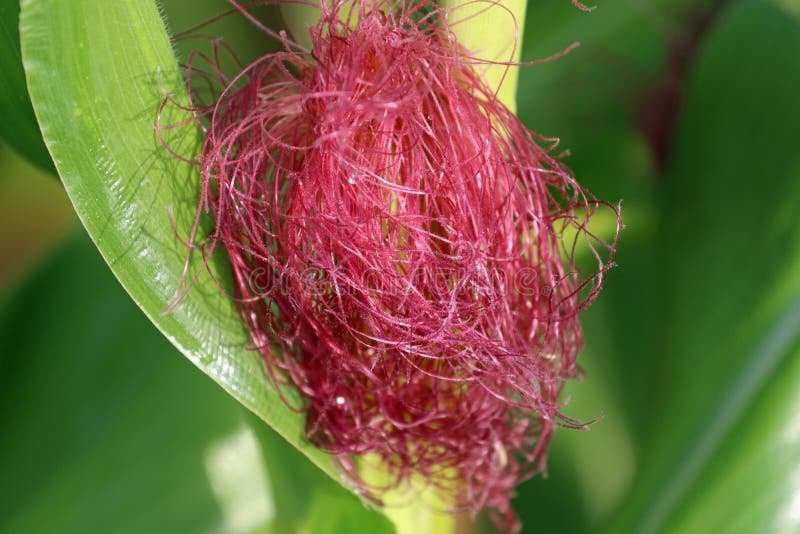 Colorful corn silk stock image. Image of silk, summer - 127971845