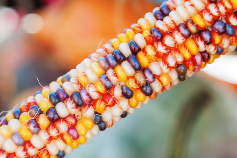 Variety of colorful corn stock photo. Image of peruvian - 48913590