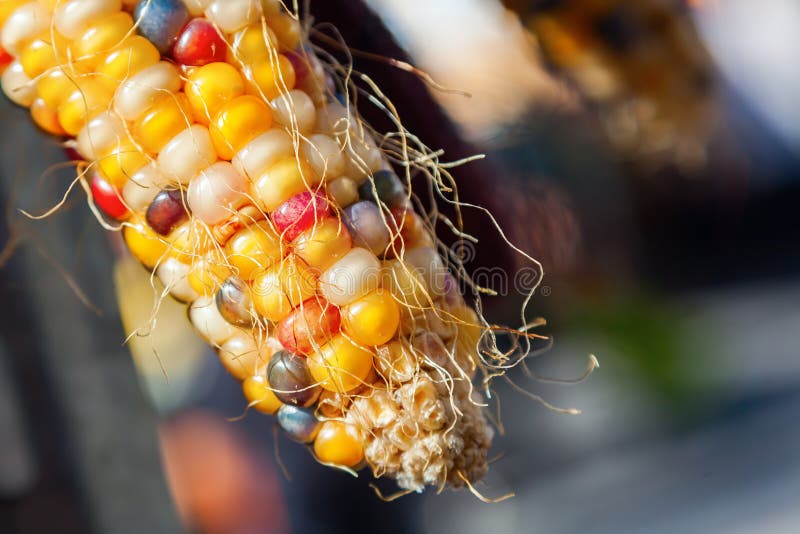 Colorful corn variety stock image. Image of cereals, sort - 64003959