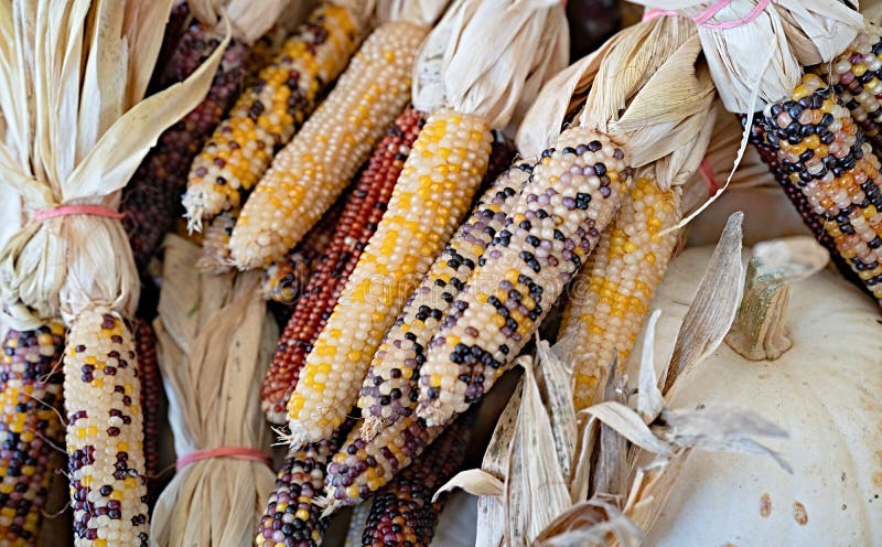 Colorful Corn stock image. Image of gourds, colorful - 34556825
