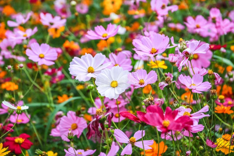 Colorful Cosmos Flower Blooming in the Field Stock Image - Image of ...