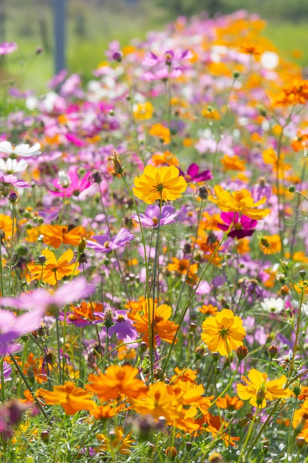 Colorful Cosmos Flower Field Stock Photo - Image of beautiful, blossom ...