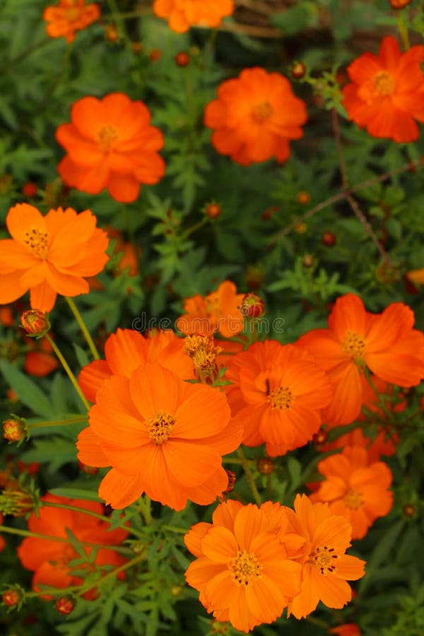 Colorful of cosmos flowers stock photo. Image of beauty - 36609366