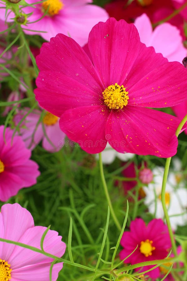 Colorful of cosmos flowers stock image. Image of transparent - 36609441