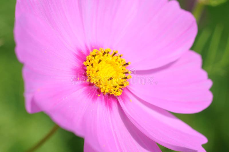 Colorful Cosmos Flowers stock photo. Image of head, nature - 41411596