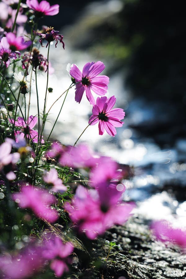 Colorful Cosmos with Magic Light Spot Stock Photo - Image of mist ...
