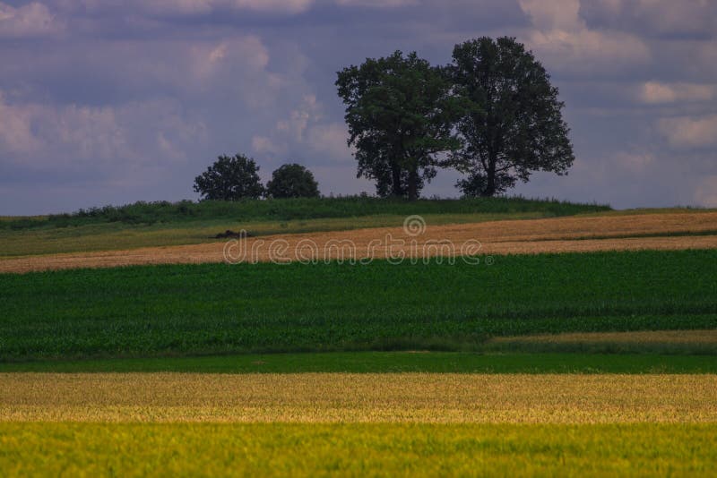 Colorful Country Field with Trees Stock Image - Image of hill, country ...