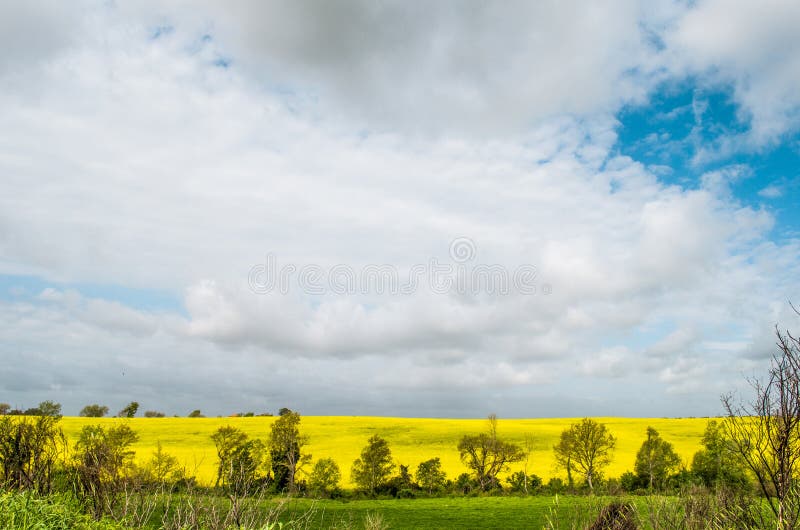 Colorful Countryside Cloud Sky Landscape, Yellow Field Stock Photo ...