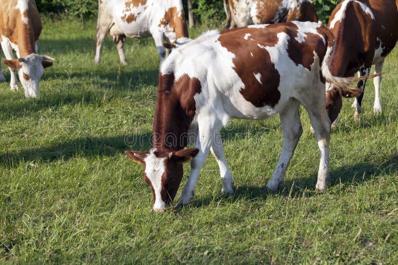 Colorful Cows Graze in the Pasture Stock Photo - Image of environment ...